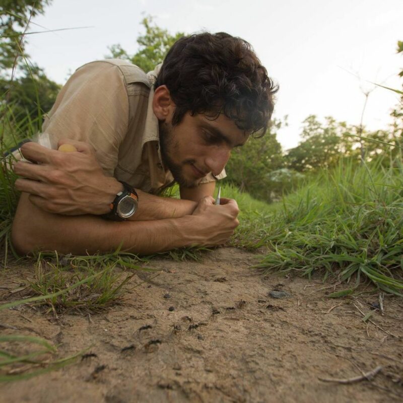 Doctor Ants: Here's What We Can Learn From Ant Colonies About Healing ...