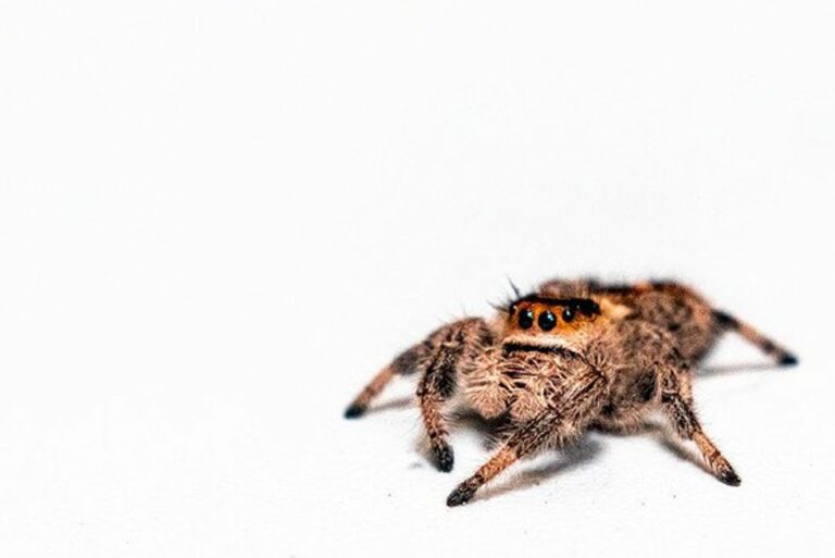 Webs Worldwide! Why Spiders Are So Pivotal To The Planet's Ecosystem ...