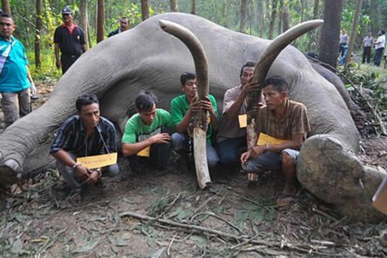 Traditional Rites With Animal Cruelty Spark New Debate Around The World