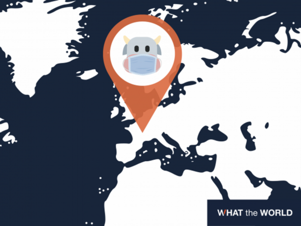 Face Masks For Burping Cows, A New Way To Fight Climate Change ...