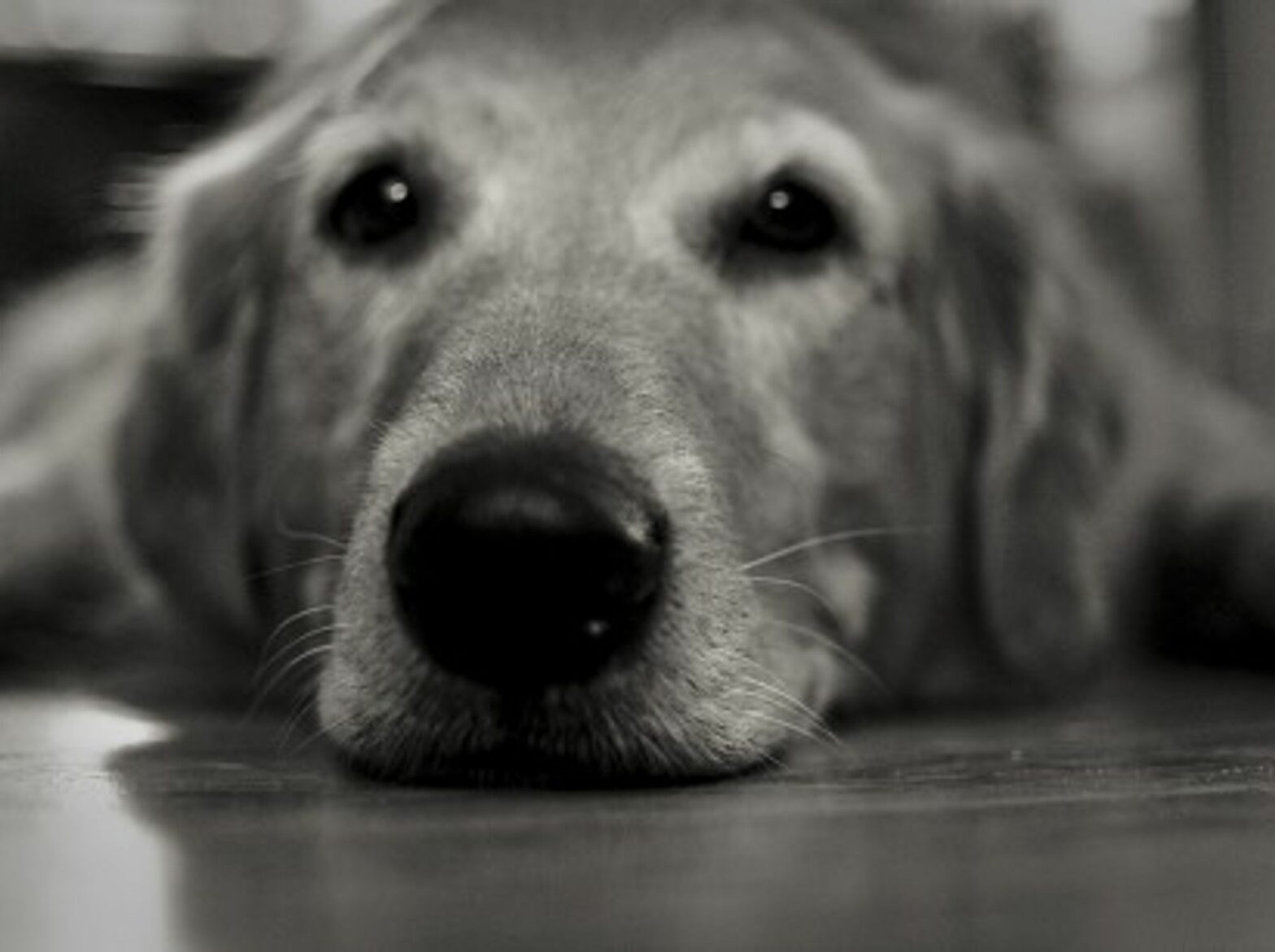 How Dogs Can Help Owners Overcome Drug Addiction - Worldcrunch