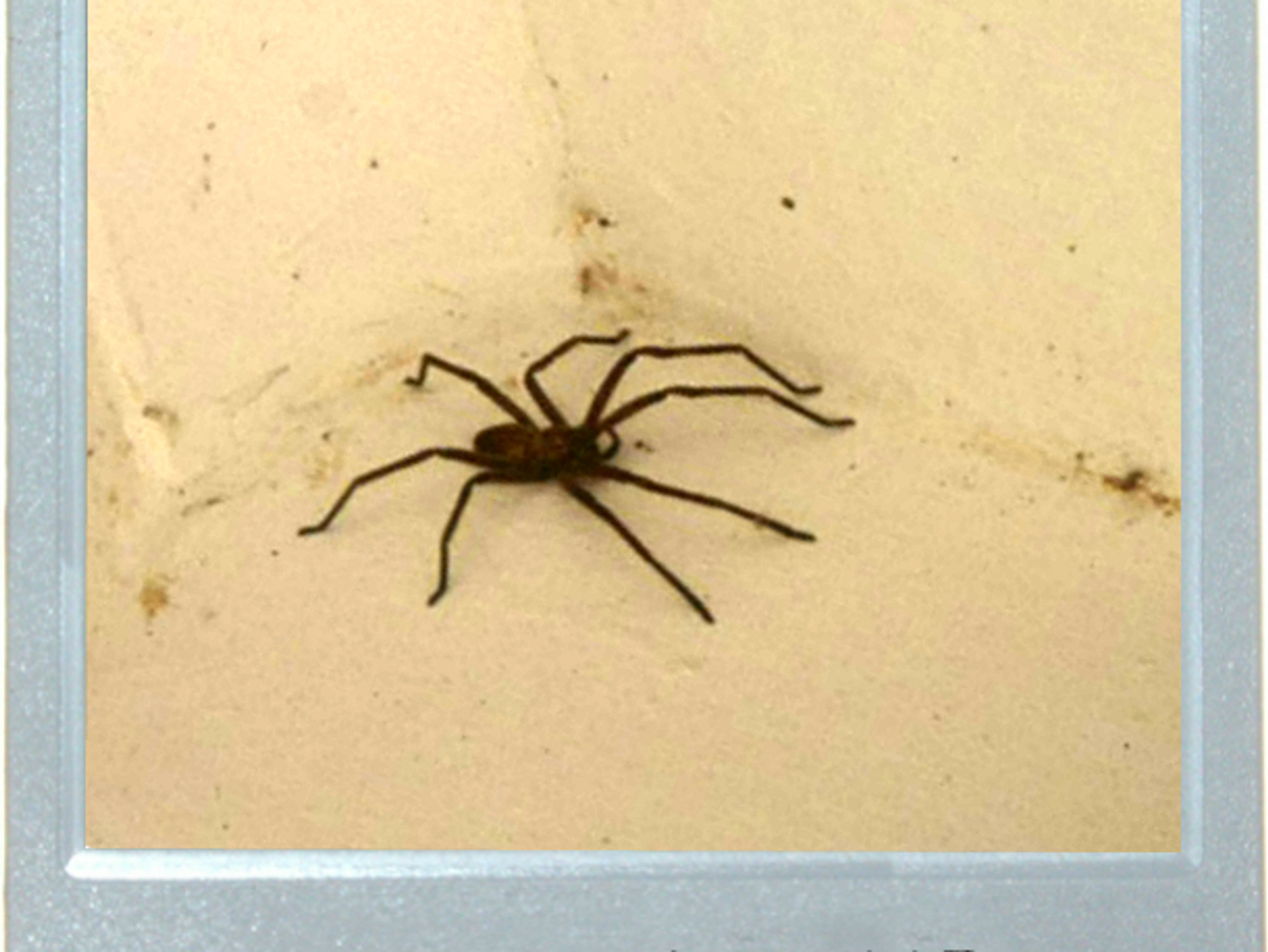 My South African Spider Safari - Worldcrunch