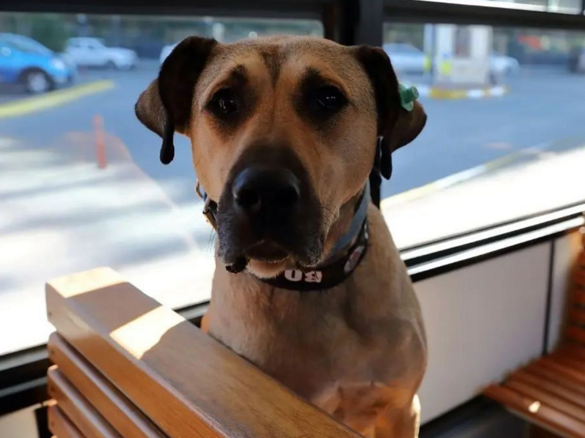 Poopgate: Is Beloved Istanbul Street Dog Caught In Turkey’s Political ...