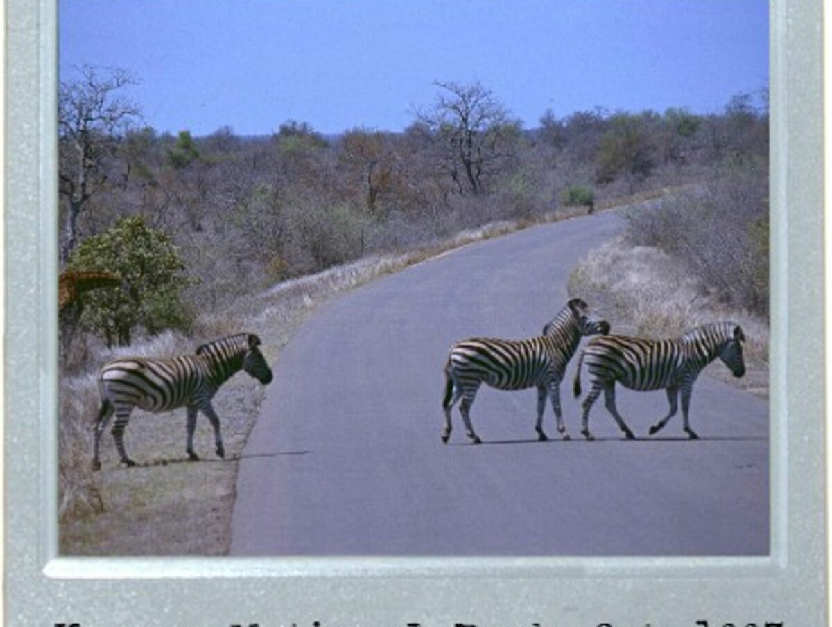 Zebra Crossings - Worldcrunch