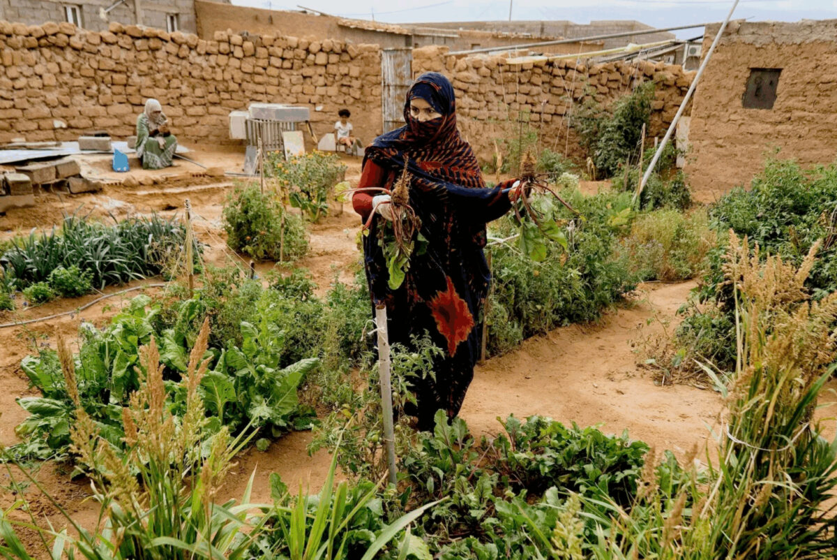 Farming In The Desert: A Small Green Revolution In The Sahara - Worldcrunch