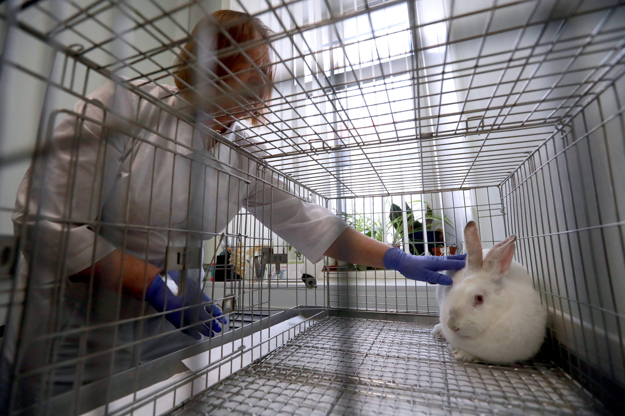 A Wide Defense Of Animal Testing — Even When It's Just To Improve ...