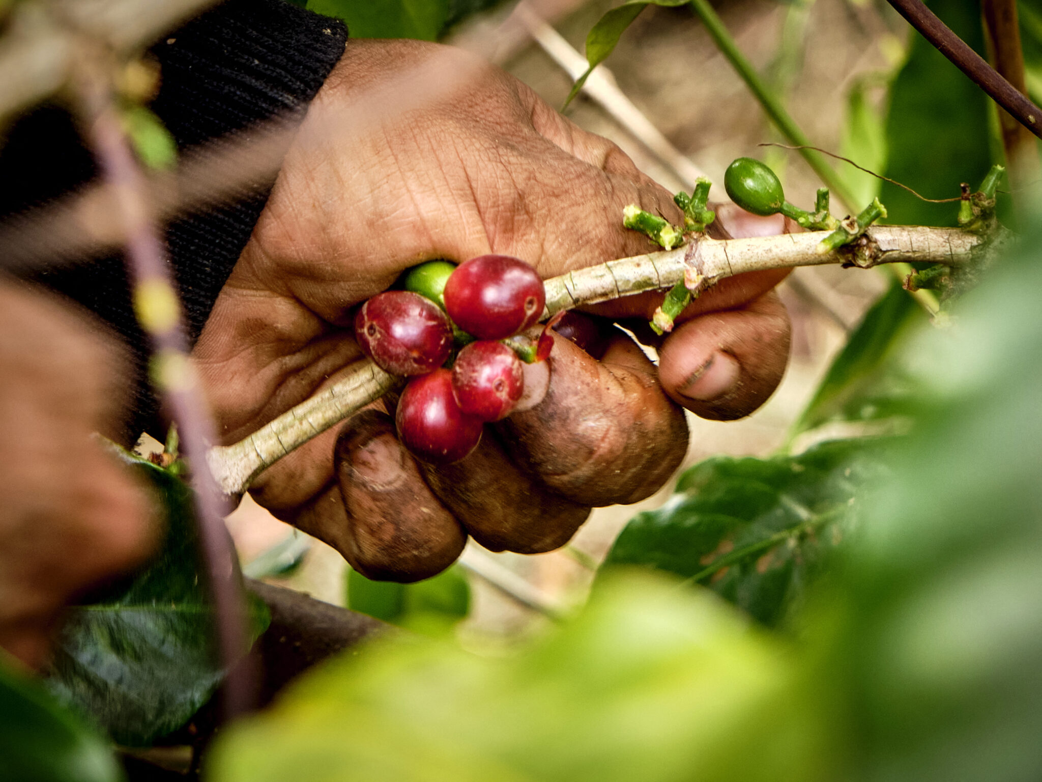 No Migrants, No Coffee: The Struggling Nicaraguans Powering Costa Rica ...
