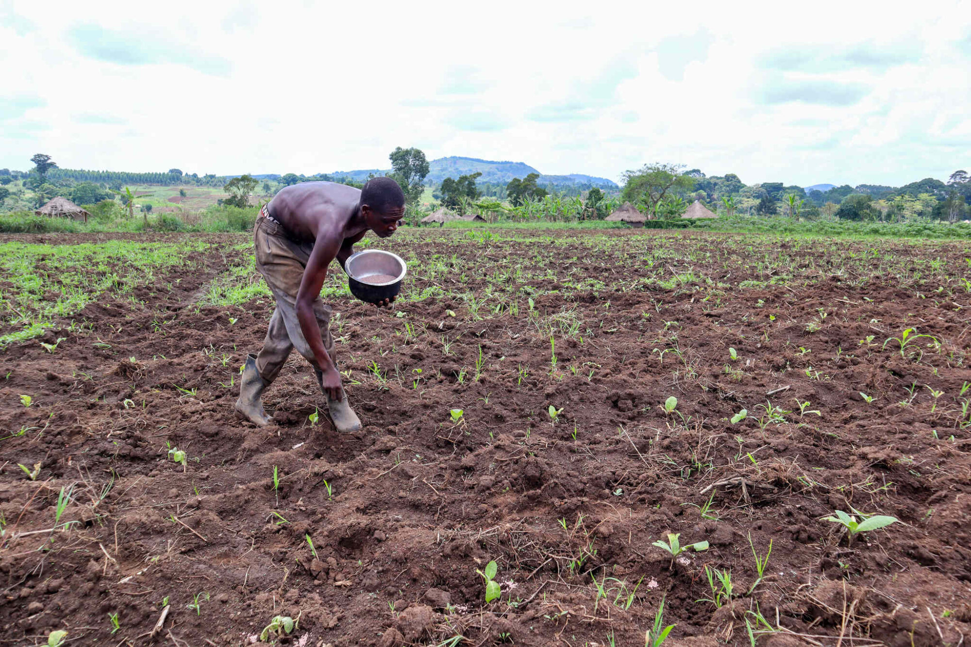 Could Deforestation In This Ugandan Forest Trigger The Next Pandemic? - Worldcrunch